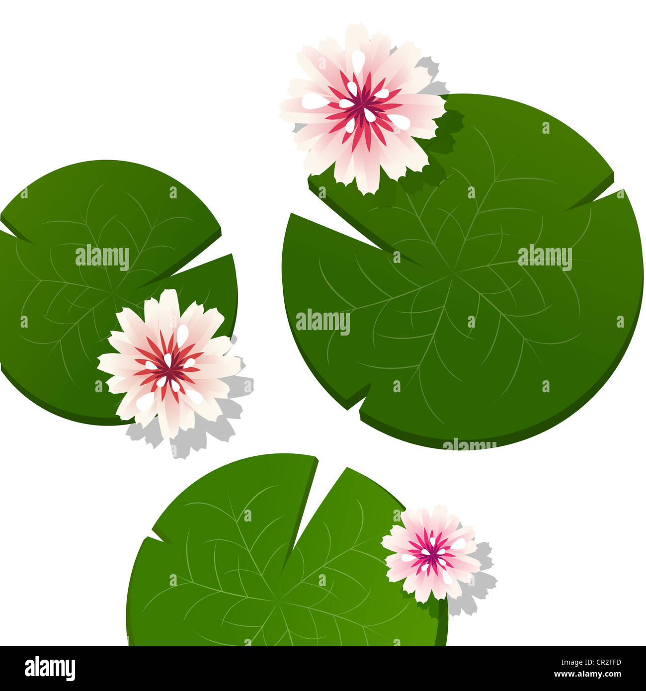 Pink lotus flower background with shadow over a white background Stock ...