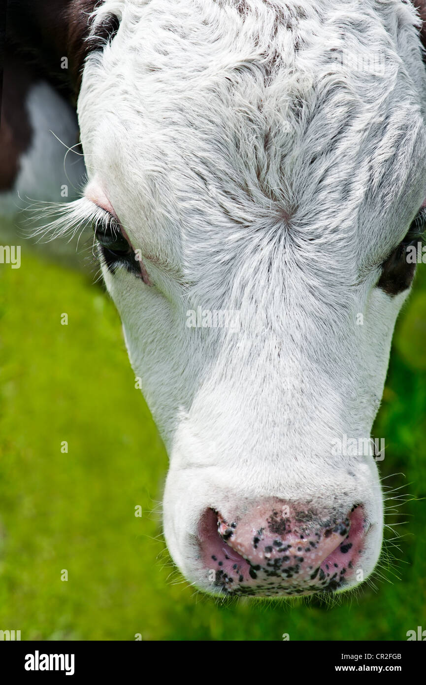 Farm animal. Close up portrait of little cow on meadow Stock Photo - Alamy