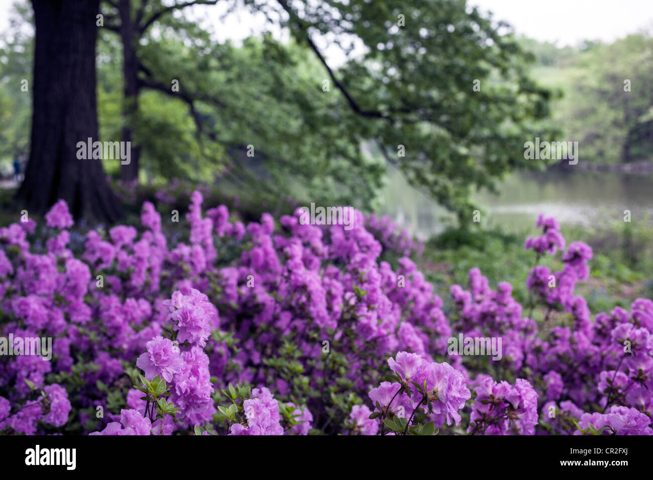 Pink Azaleas in Central Park, New York City in spring Stock Photo - Alamy
