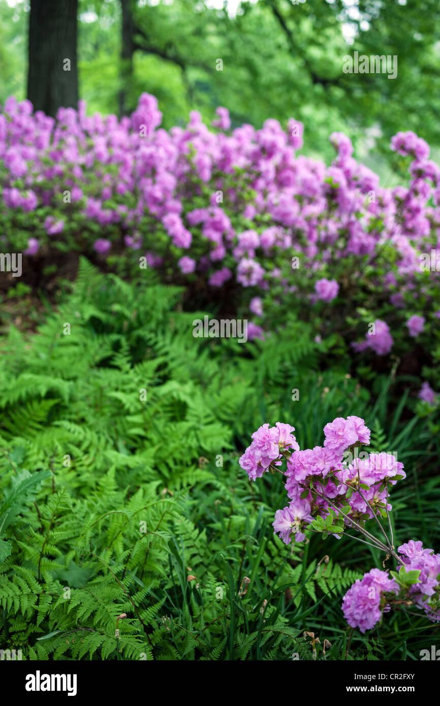 Pink Azaleas in Central Park, New York City in spring Stock Photo - Alamy