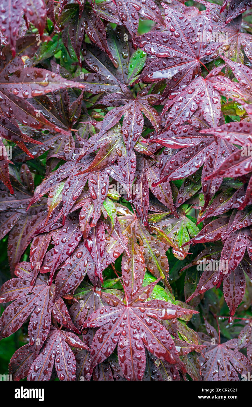 Acer palmatum, called Japanese Maple or Smooth Japanese Maple Stock ...