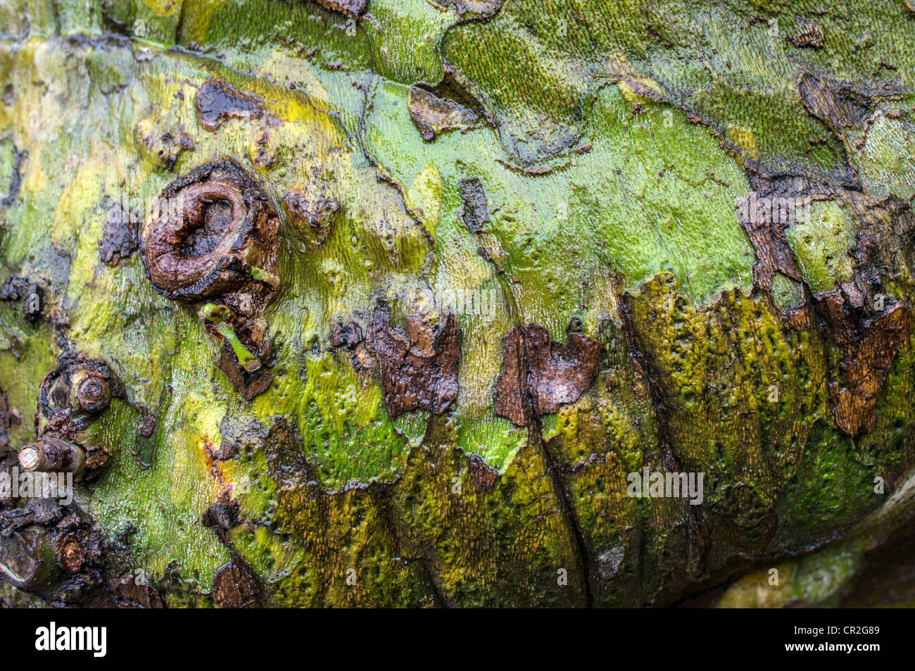 Bark of Sycamore tree Stock Photo - Alamy