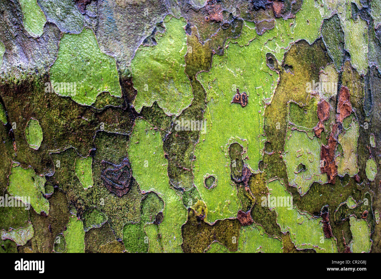 Bark of Sycamore tree Stock Photo - Alamy