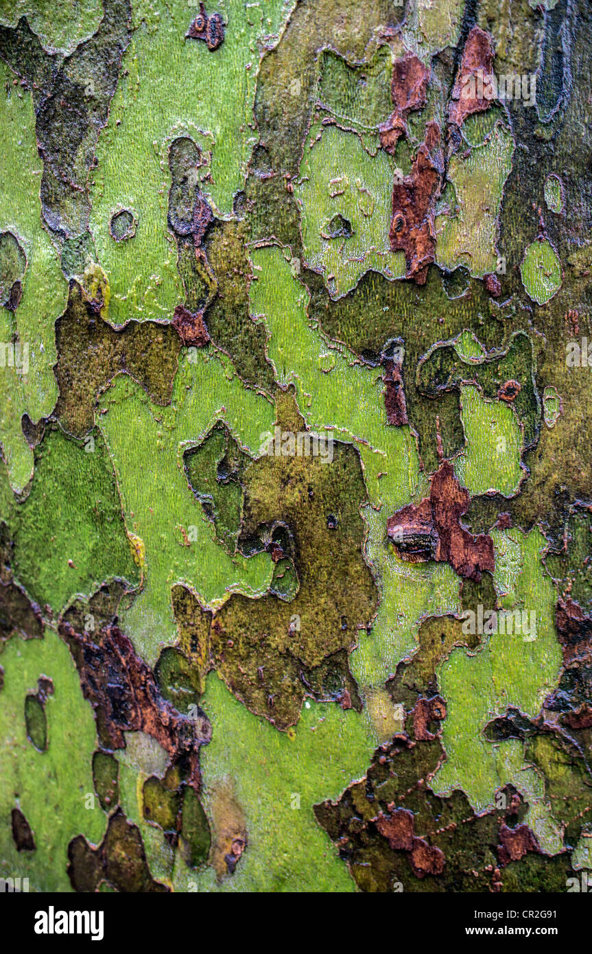 Buttonwood tree hi-res stock photography and images - Alamy