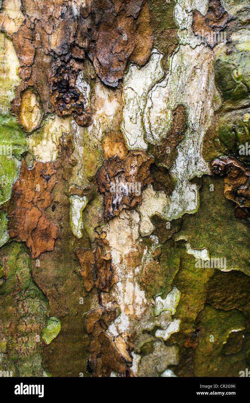 Buttonwood tree hi-res stock photography and images - Alamy