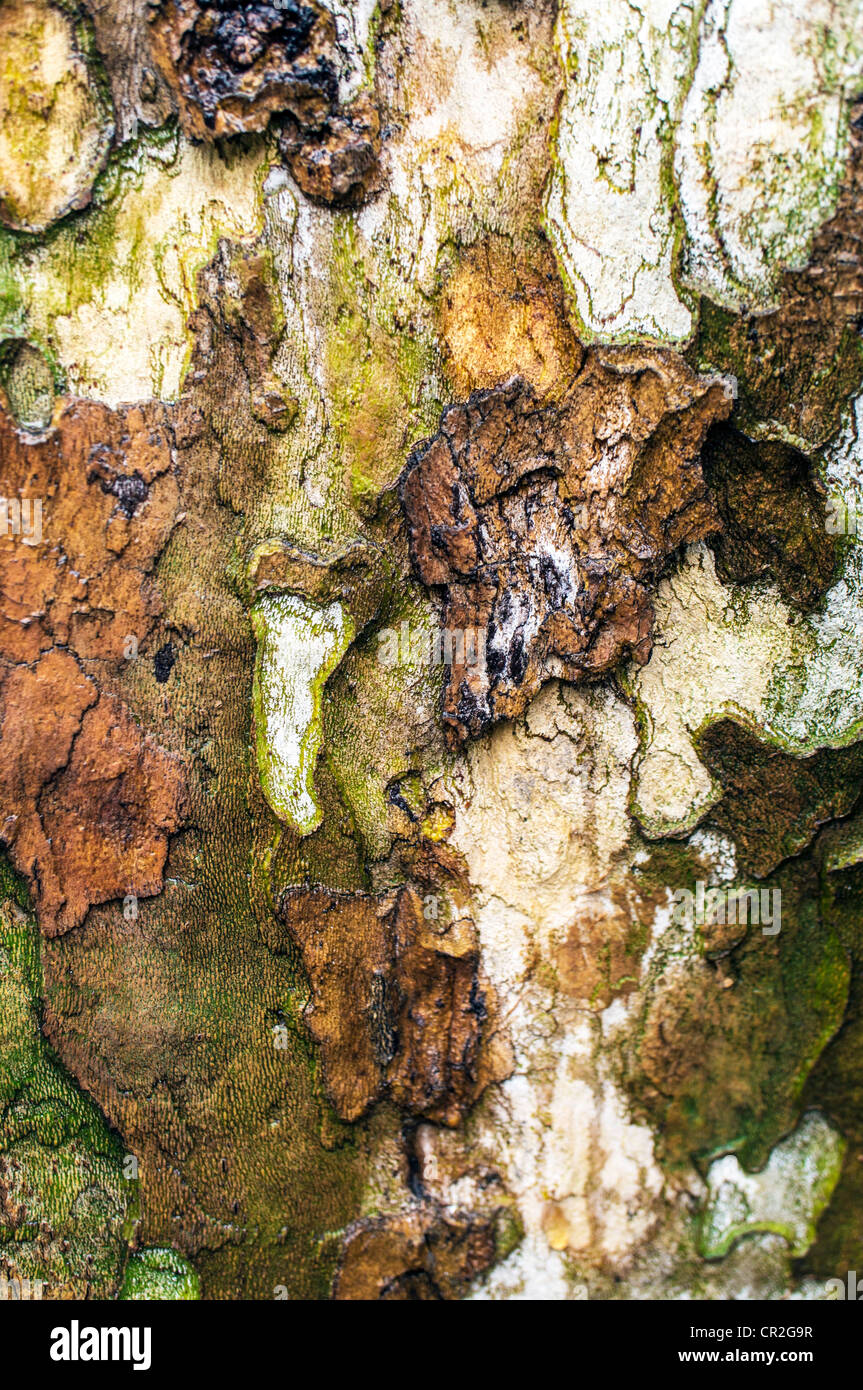 Bark of Sycamore tree Stock Photo - Alamy