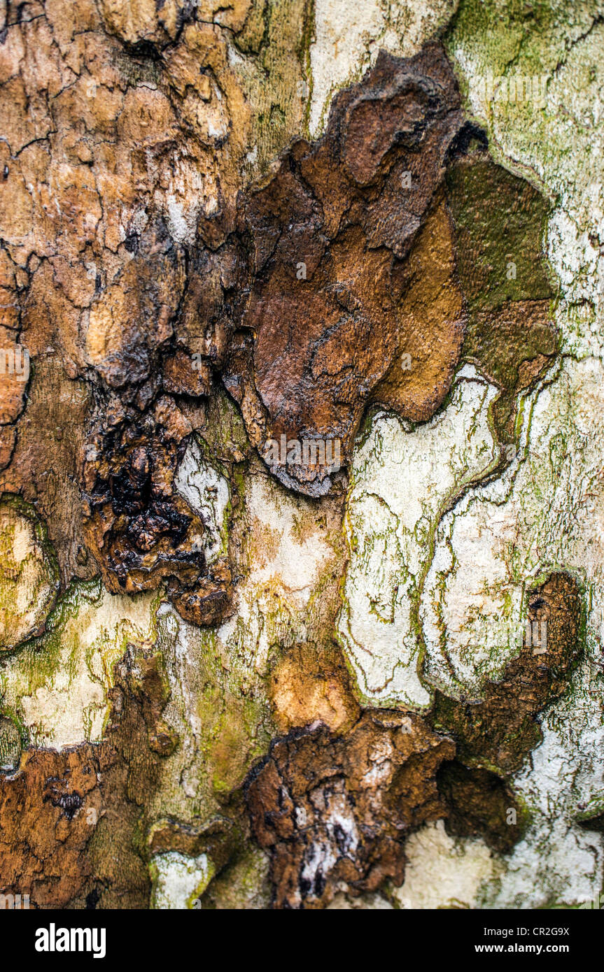 Bark of Sycamore tree Stock Photo - Alamy