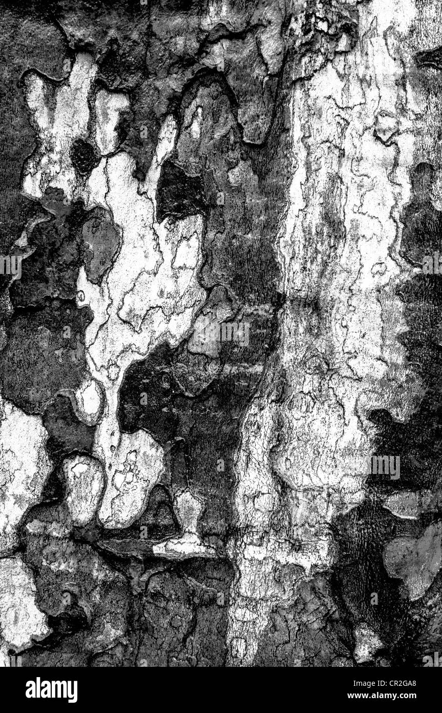 Bark of Sycamore tree Stock Photo - Alamy