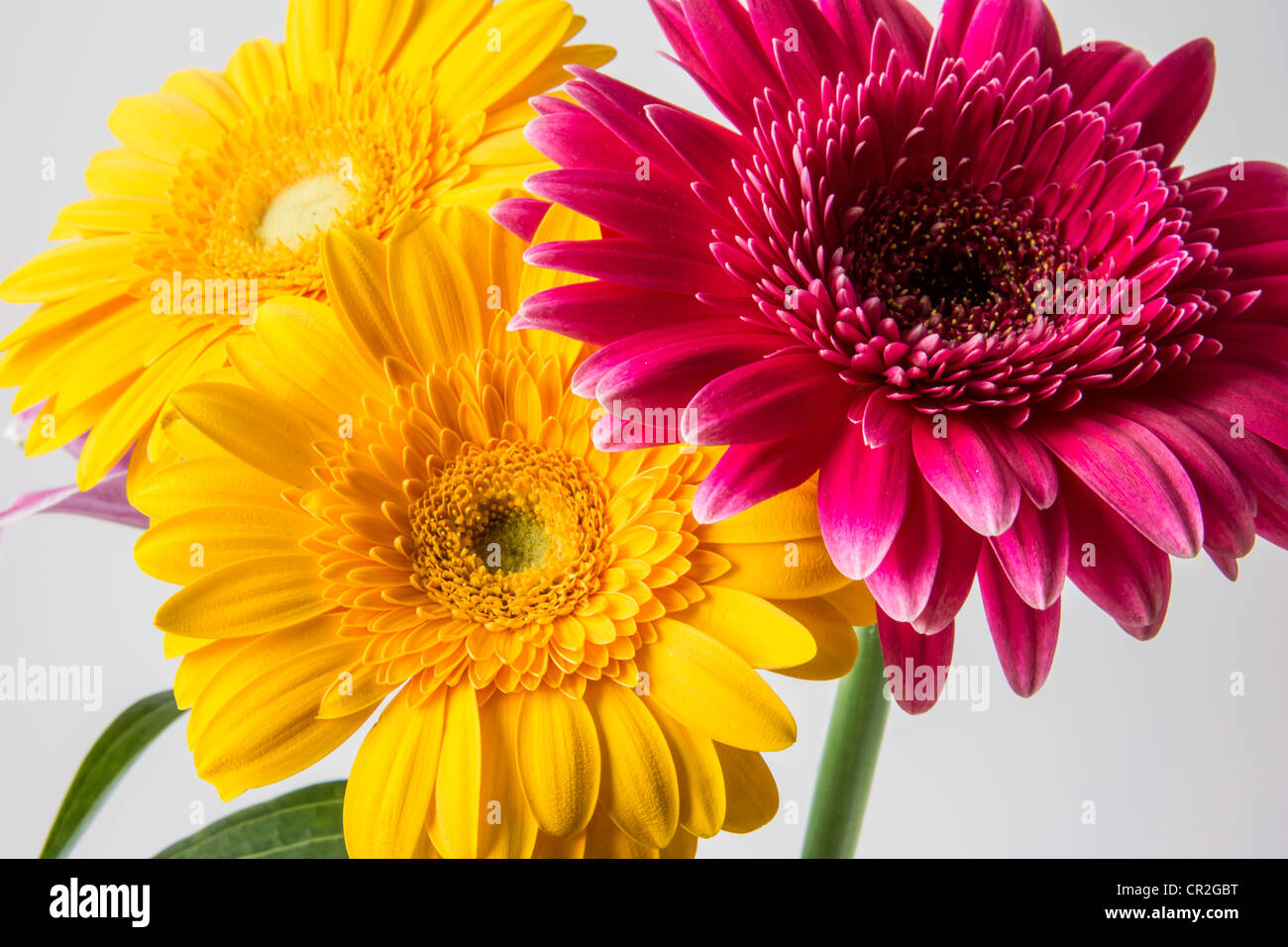 Barberton daisy (Gerbera jamesonii) African Daisy in studio setting on ...