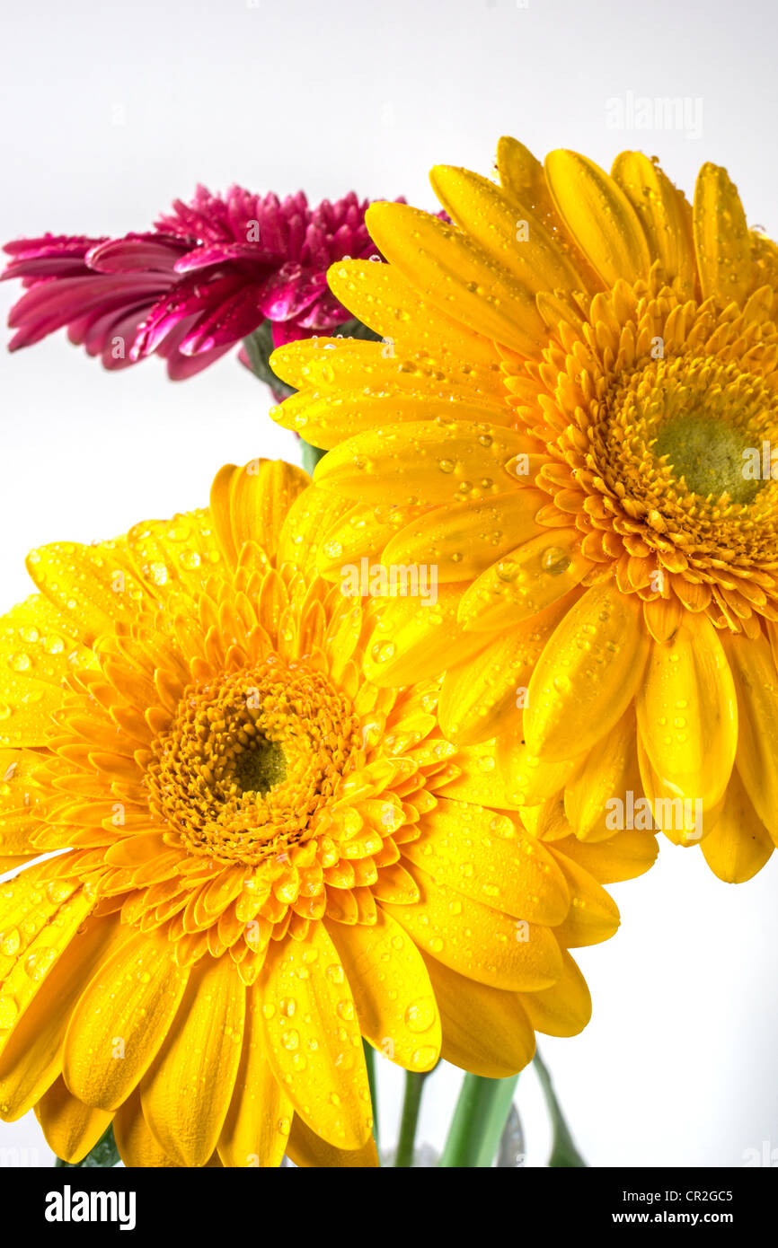 Barberton daisy (Gerbera jamesonii) African Daisy in studio setting on ...