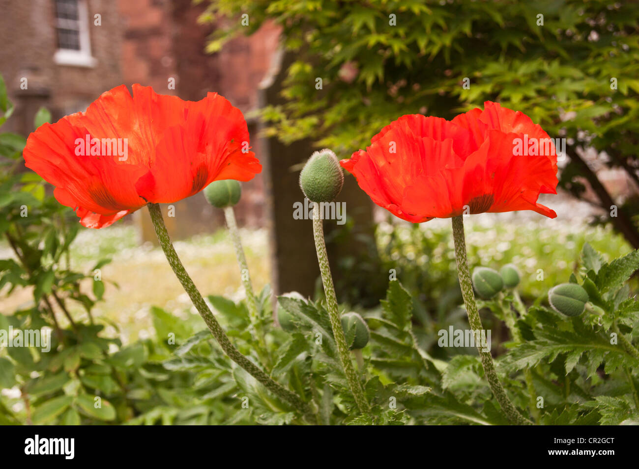 giant red papaver orientale poppies in church yard in Totnes Devon UK ...