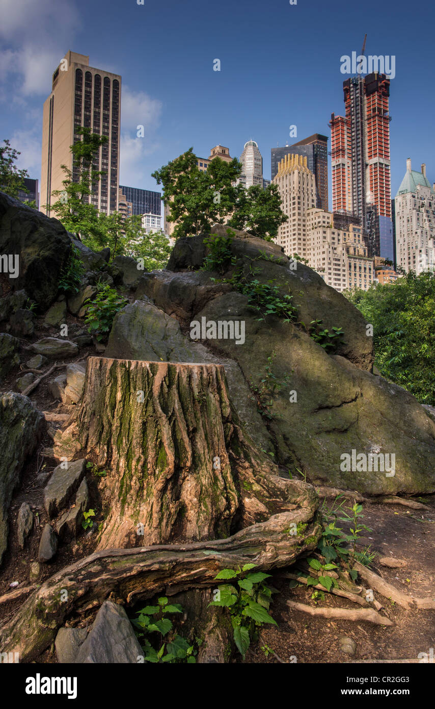 New york city tree hi-res stock photography and images - Alamy