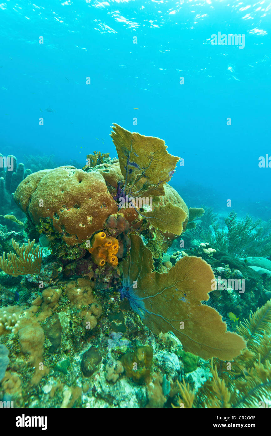 Coral reef off the coast of Roatan Honduras Stock Photo - Alamy