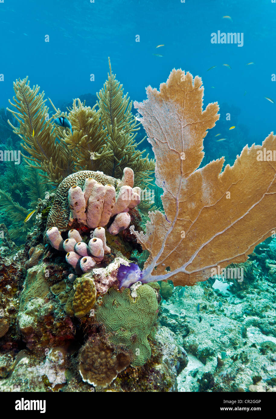 Roatan Barrier Reef