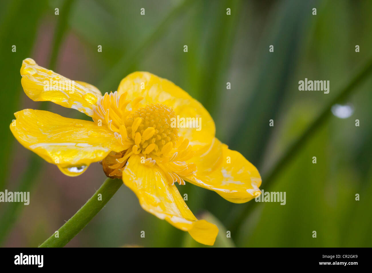 Lingua ranunculus hi-res stock photography and images - Alamy