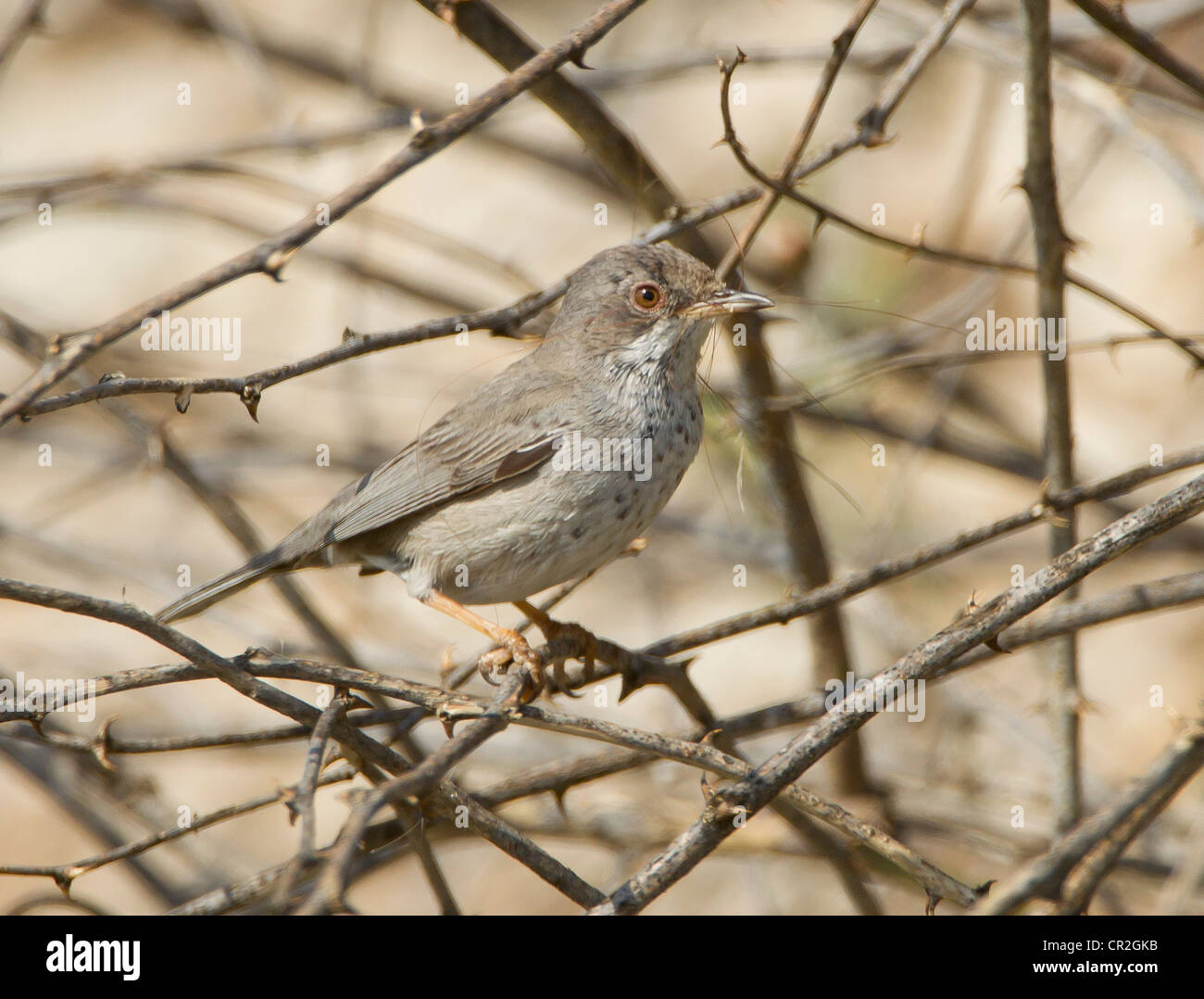 Cyprus Warbler female Sylvia melanothorax with nesting material in bill ...