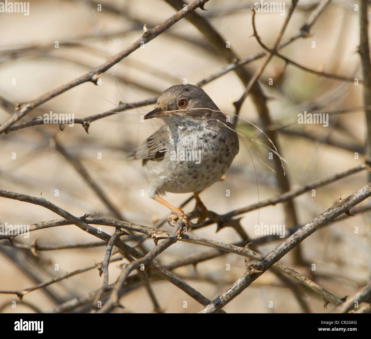 Cyprus Warbler female Sylvia melanothorax with nesting material in bill ...