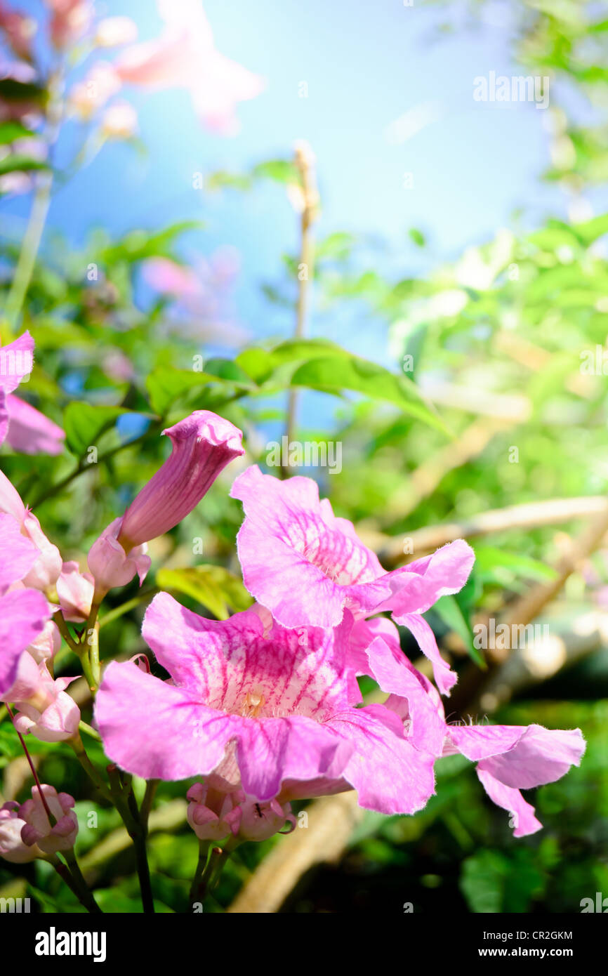 pink trumpet flowers Stock Photo - Alamy