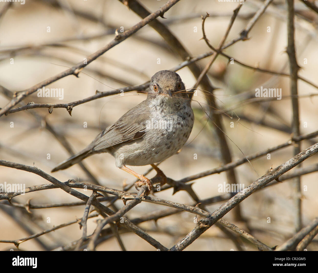Cyprus Warbler female Sylvia melanothorax with nesting material in bill ...