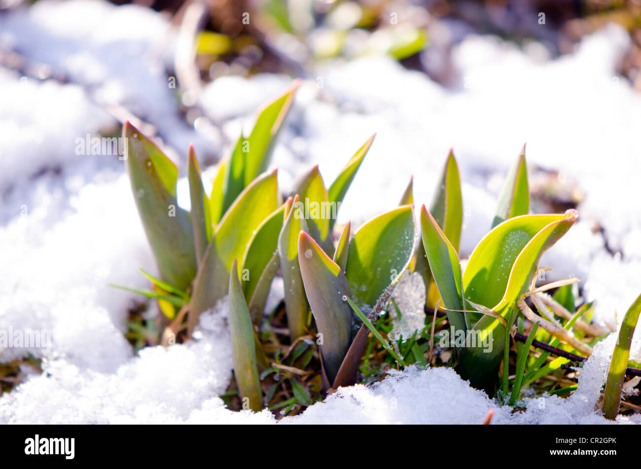 Tulip leaves between melting snow in spring. First flowers in garden ...