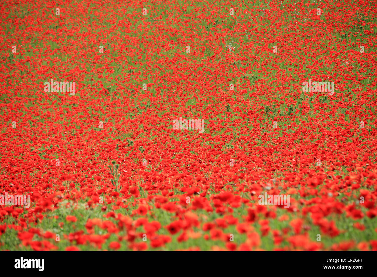 Red poppy with wildlife hi-res stock photography and images - Alamy