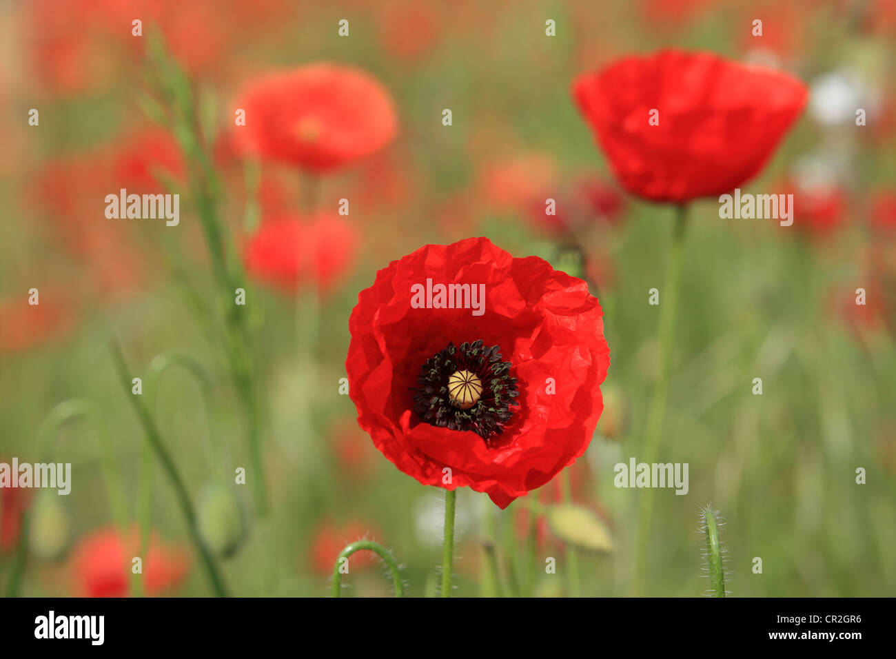 Poppy flower poppies hi-res stock photography and images - Alamy