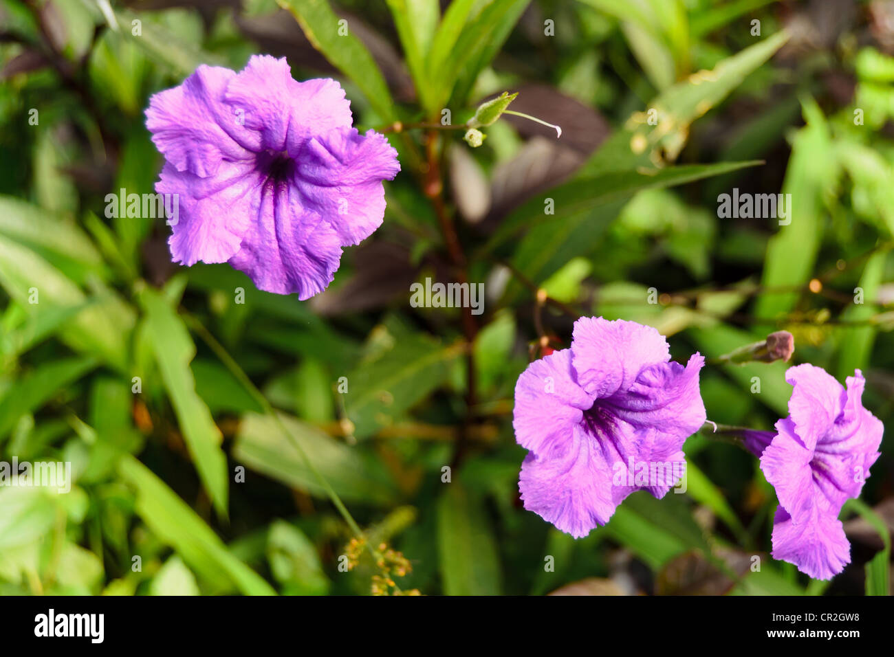 Three petal flower hi-res stock photography and images - Alamy