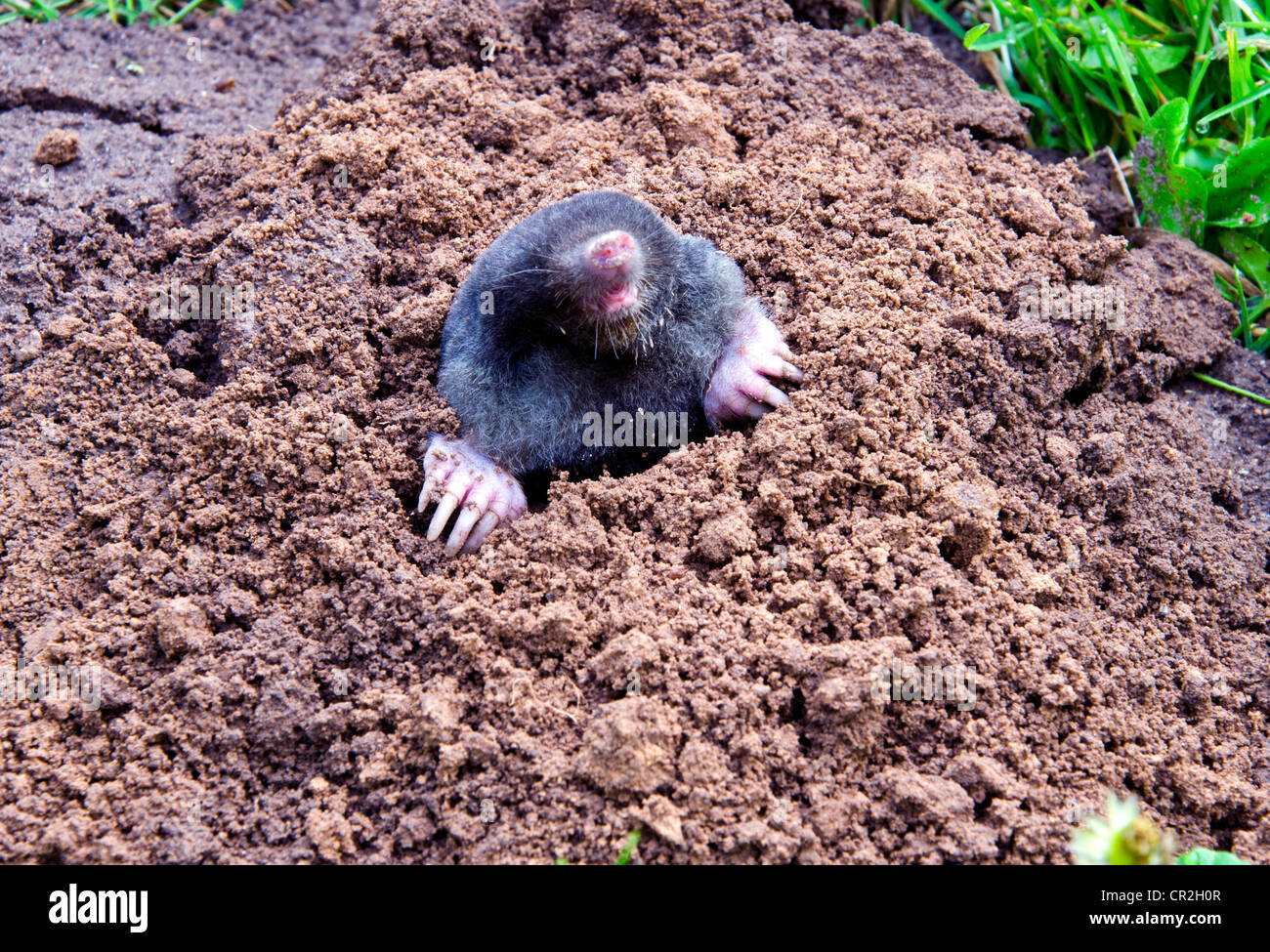 mole head and legs hanging out of mole-hill. parasitic animal make ...