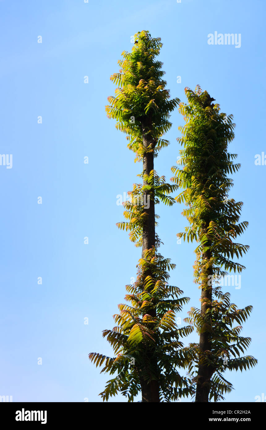 Toona sureni hi-res stock photography and images - Alamy