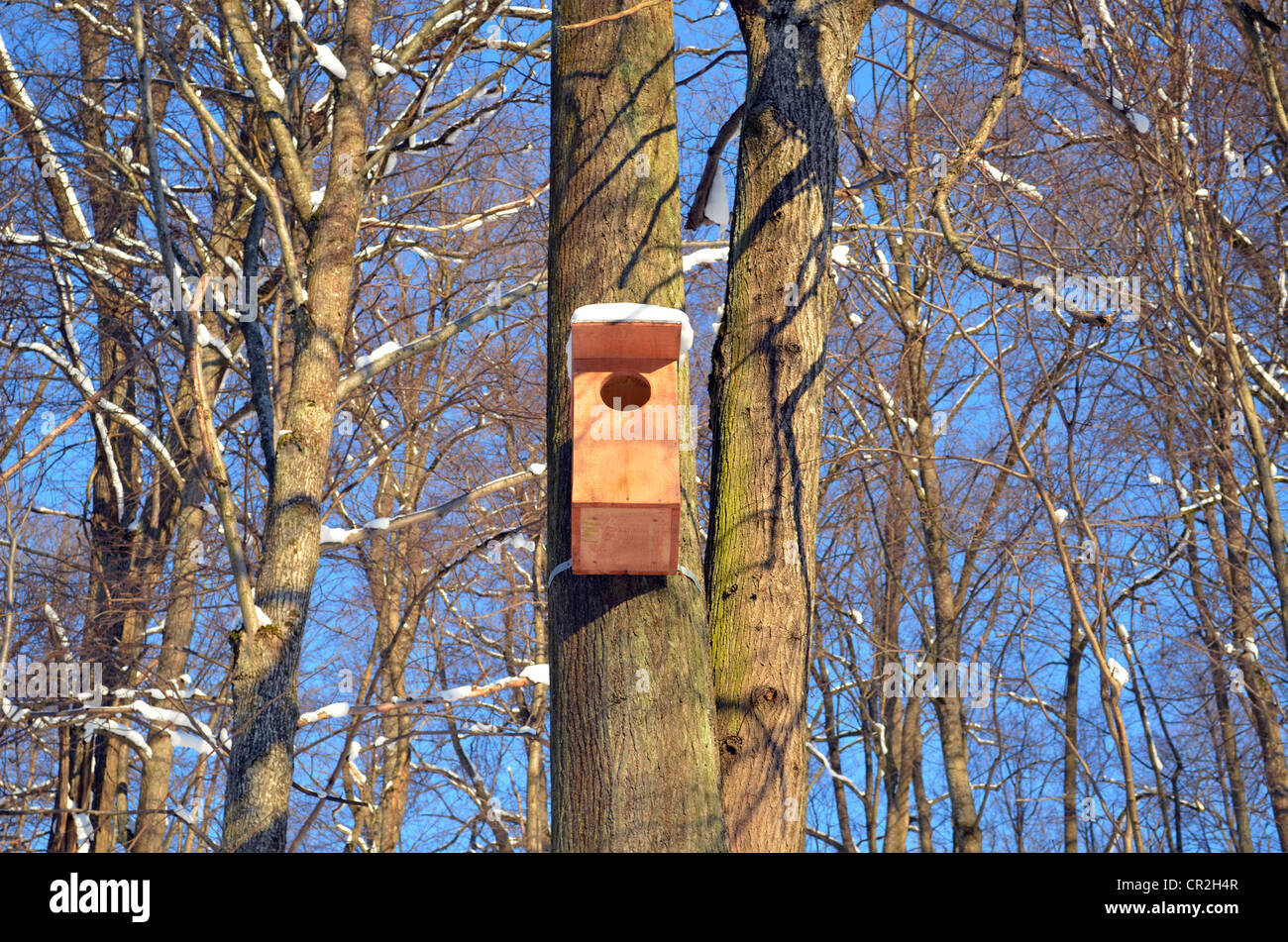 Large wooden nesting-box hanging on tree. Snowy trees without leaves on ...