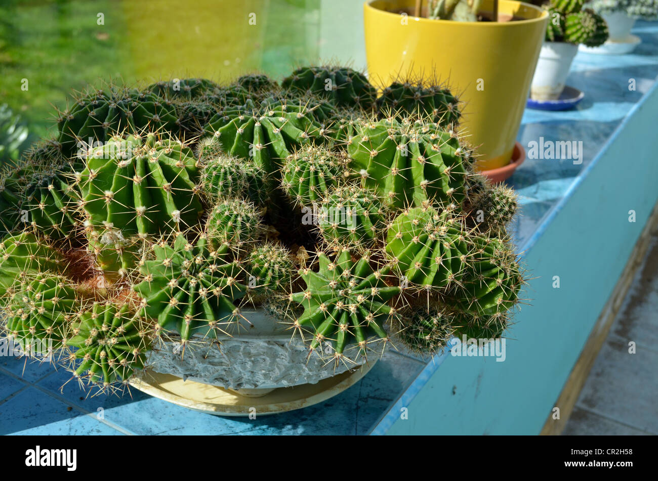 Cacti growing in greenhouse conservatory. Industrial cactus breeding ...