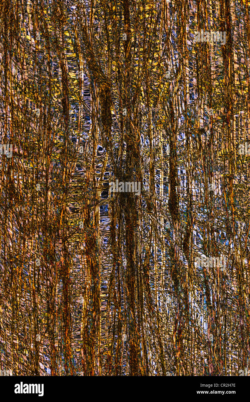 Complex wood fibers hi-res stock photography and images - Alamy