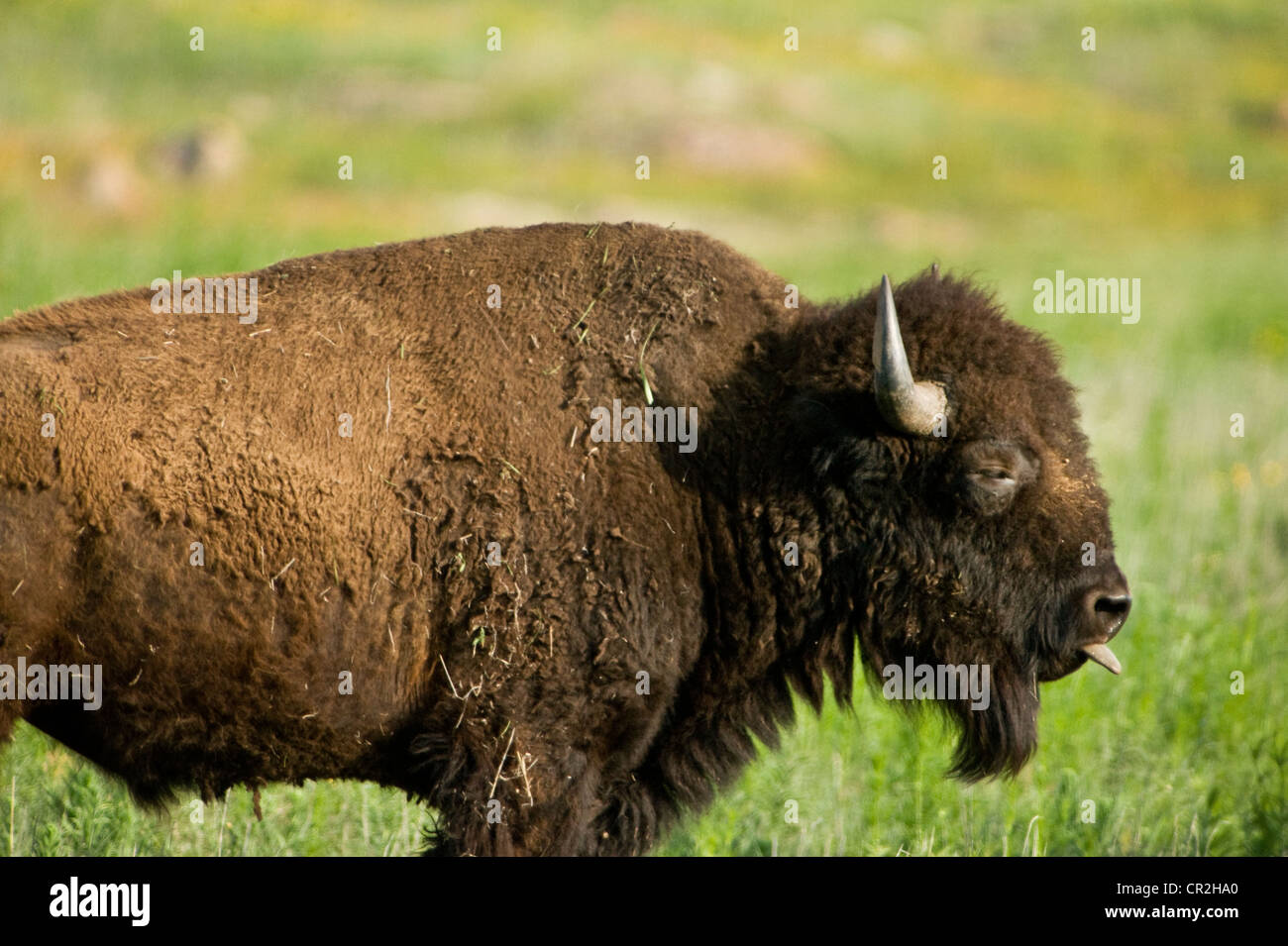 Buffalo on the plains outside Lawton,Oklahoma, USA Stock Photo - Alamy