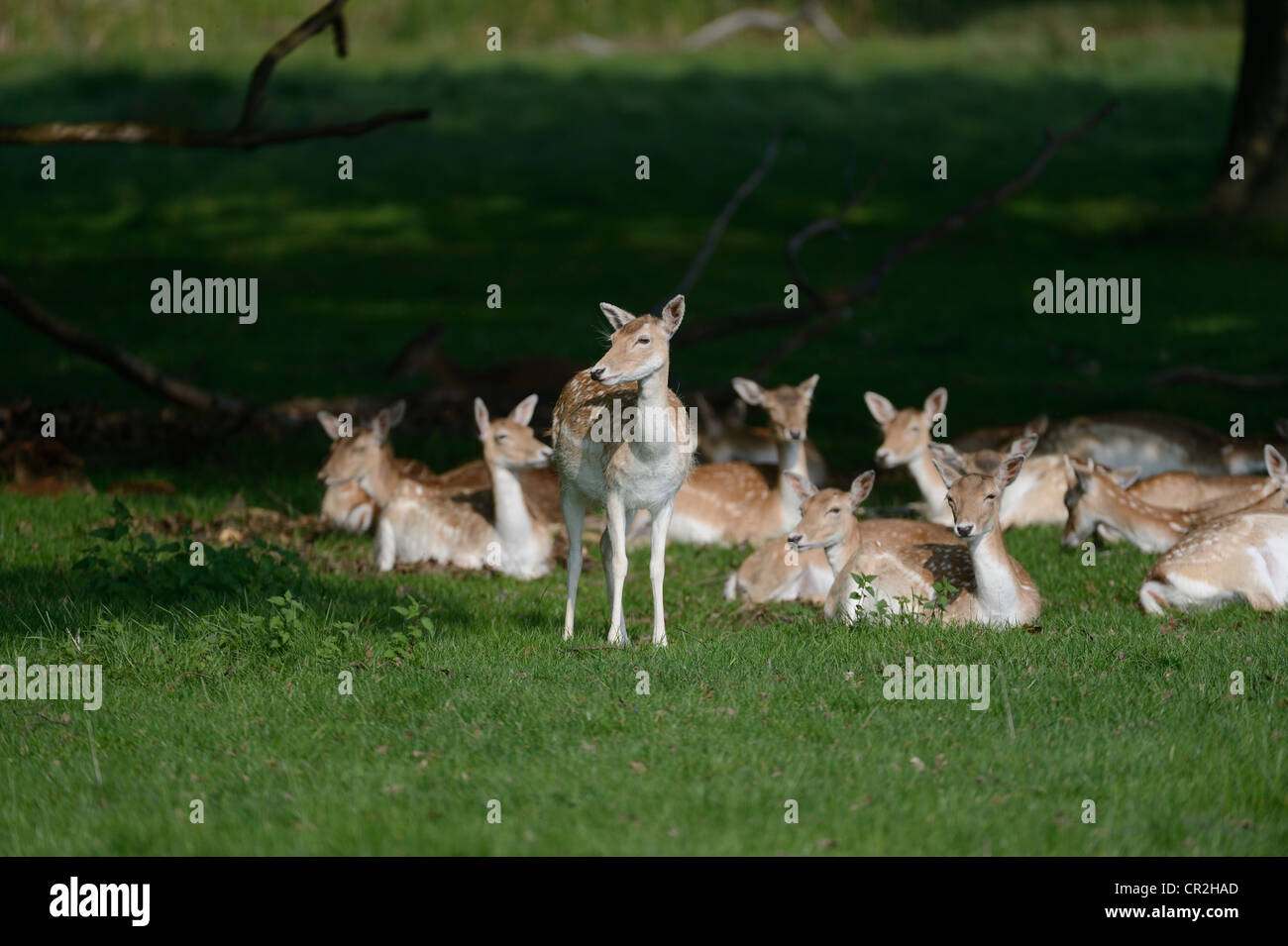 Fallow deer in Richmond Park Stock Photo - Alamy
