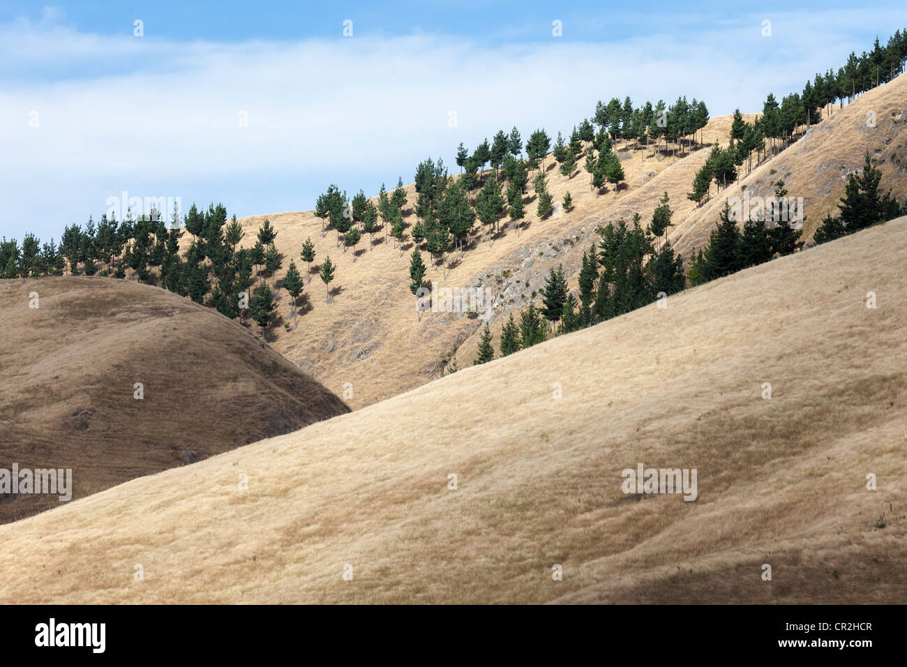 A grassland scene with fluffy clouds and dry yellow grass hills and few ...