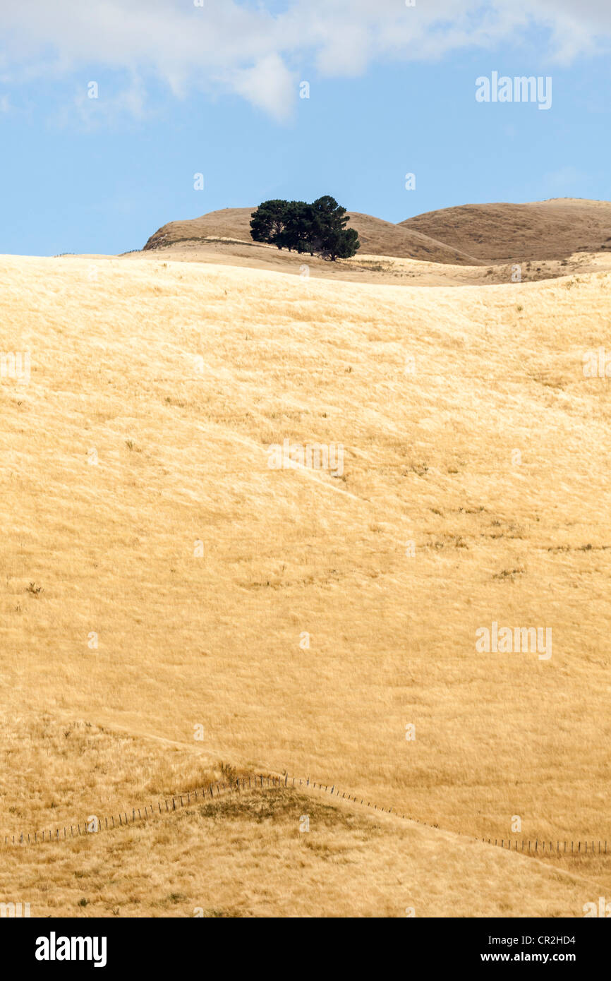 A grassland scene with fluffy clouds and dry yellow grass hills and few ...