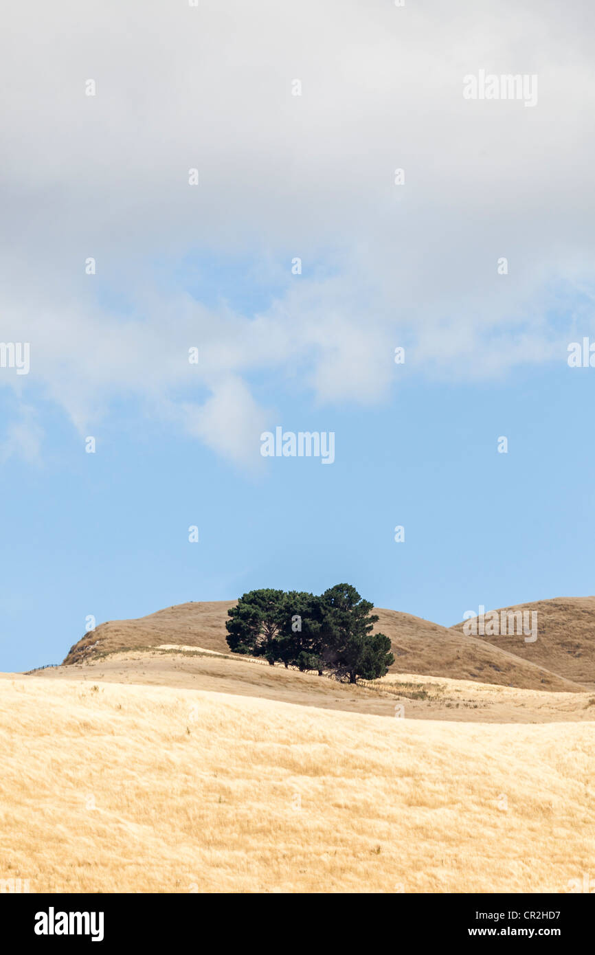 A grassland scene with fluffy clouds and dry yellow grass hills and few ...