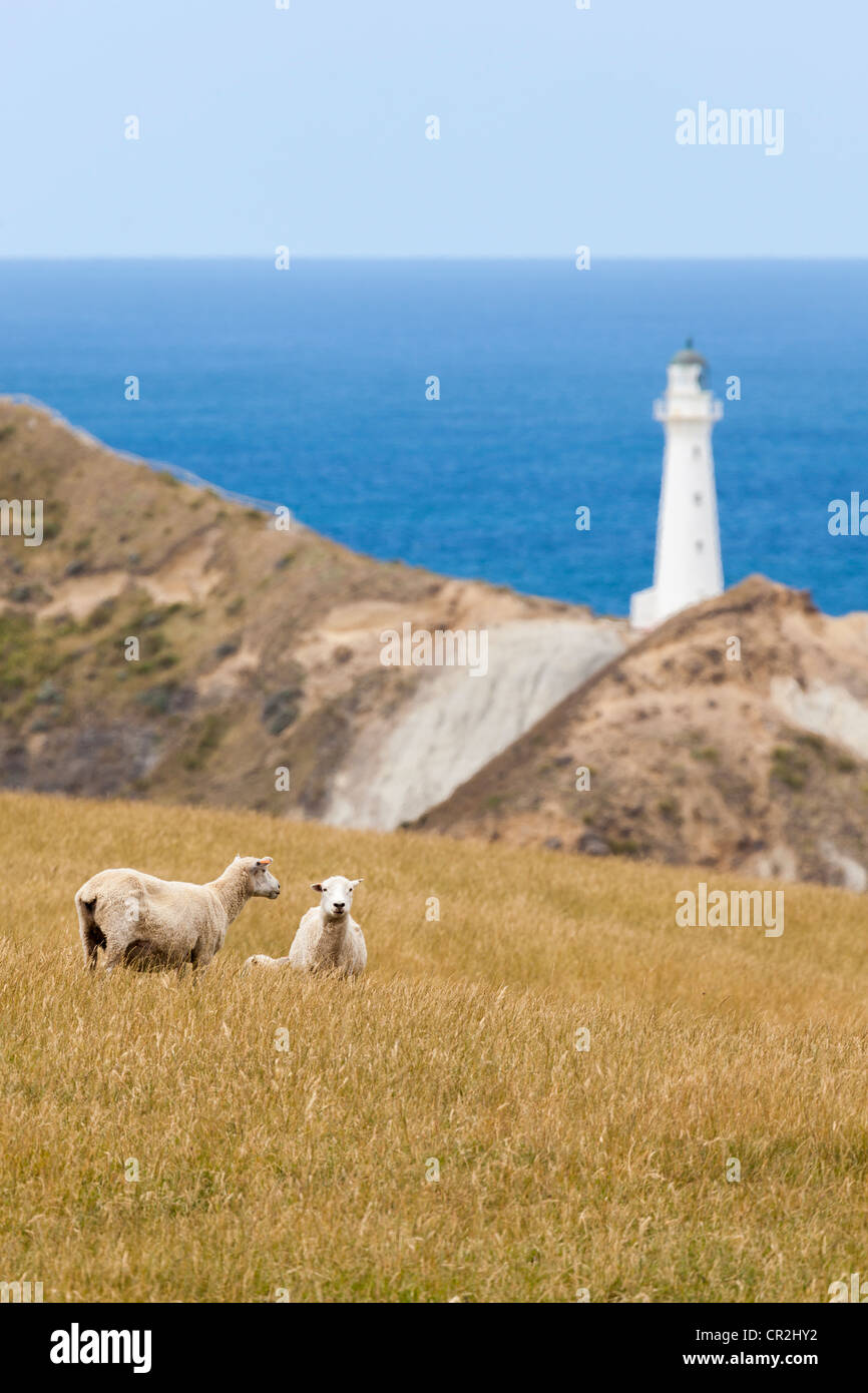 Castle Point Lighthouse and the ocean on the background and sheep ...