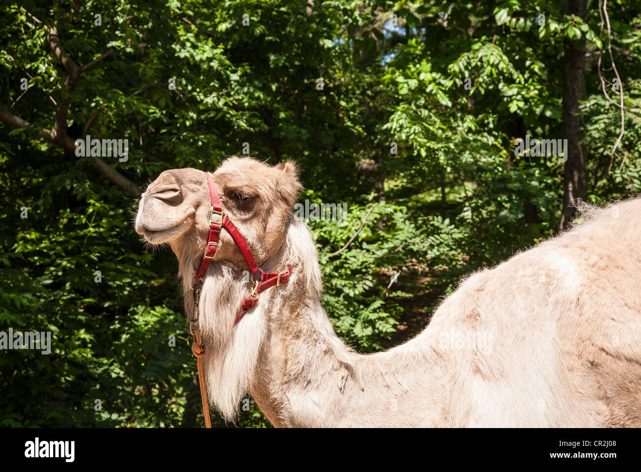 The Bronx Zoo, Camel ride enclosure and track, Wildlife Conservation ...