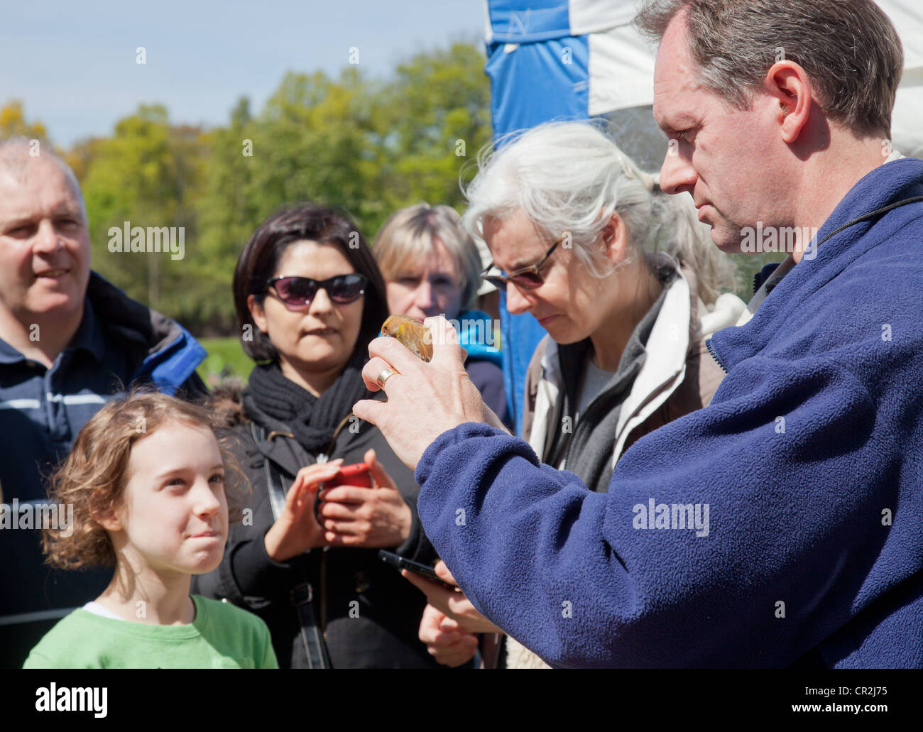 BTO qualified ringer holding up a Greenfinch during a bird ringing ...