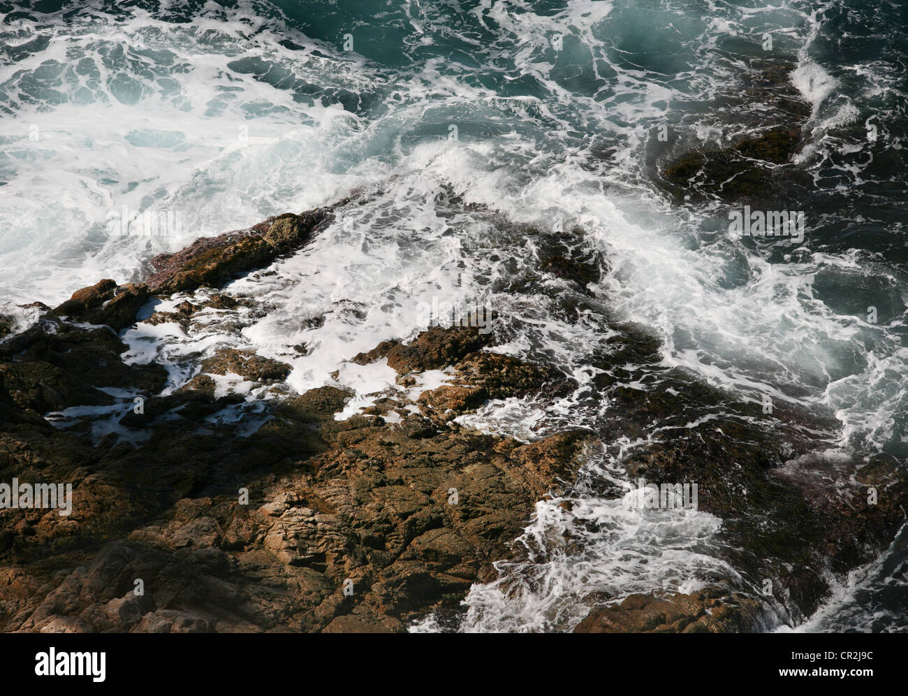 Algas transparent hi-res stock photography and images - Alamy