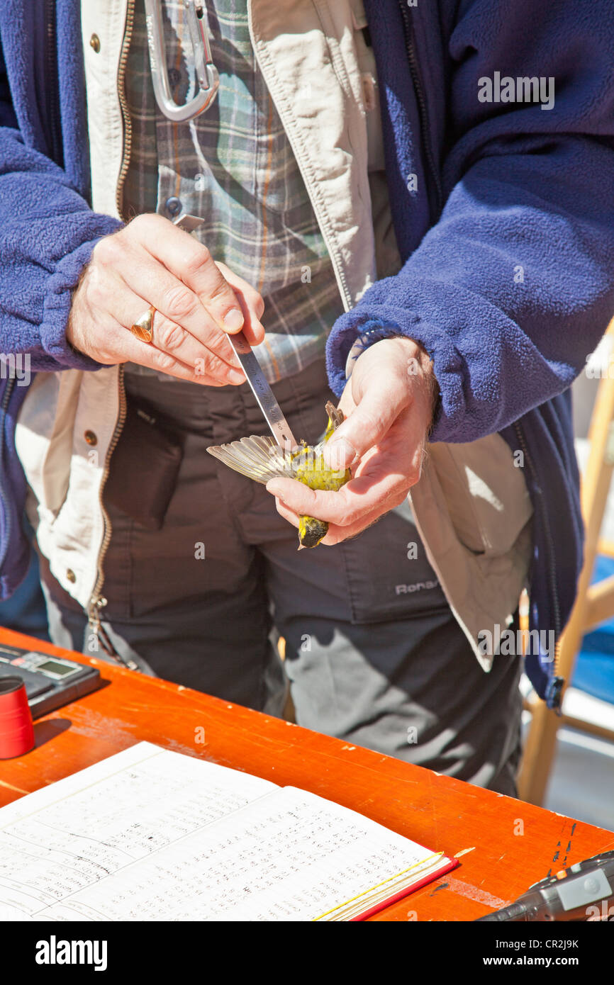 BTO qualified ringer sows how to age a Siskin during a bird ringing ...