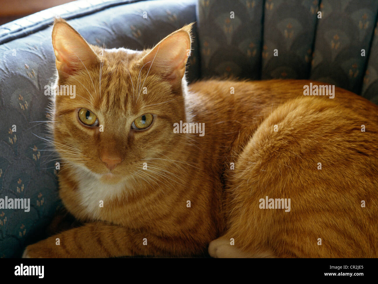 Orange Cat, "Mr. Butterscotch", Looks at Camera Stock Photo - Alamy
