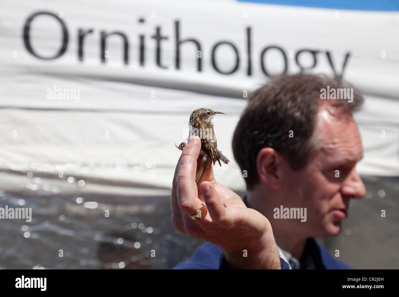BTO qualified ringer holding up a Treecreeper during a bird ringing ...