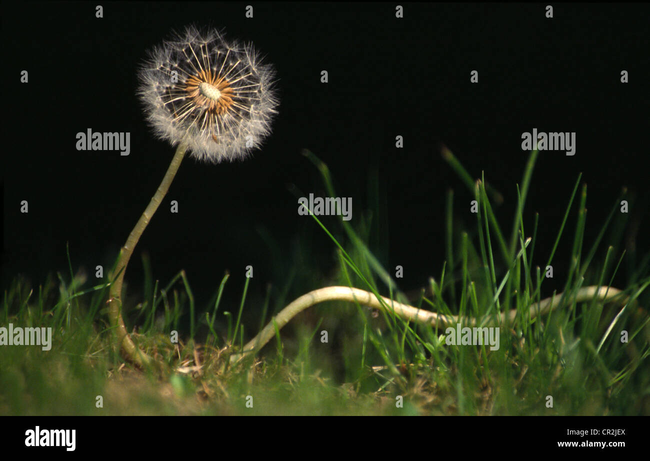 Wind seed distribution hi-res stock photography and images - Alamy