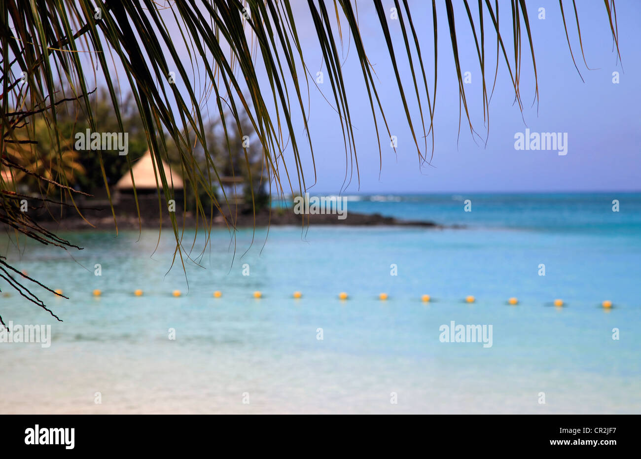 Tree tropics mauritius hi-res stock photography and images - Alamy
