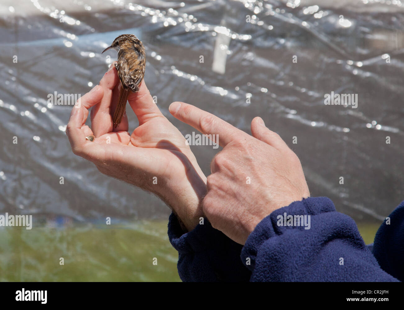 BTO qualified ringer shows a Treecreeper using its tail as a prop, bird ...