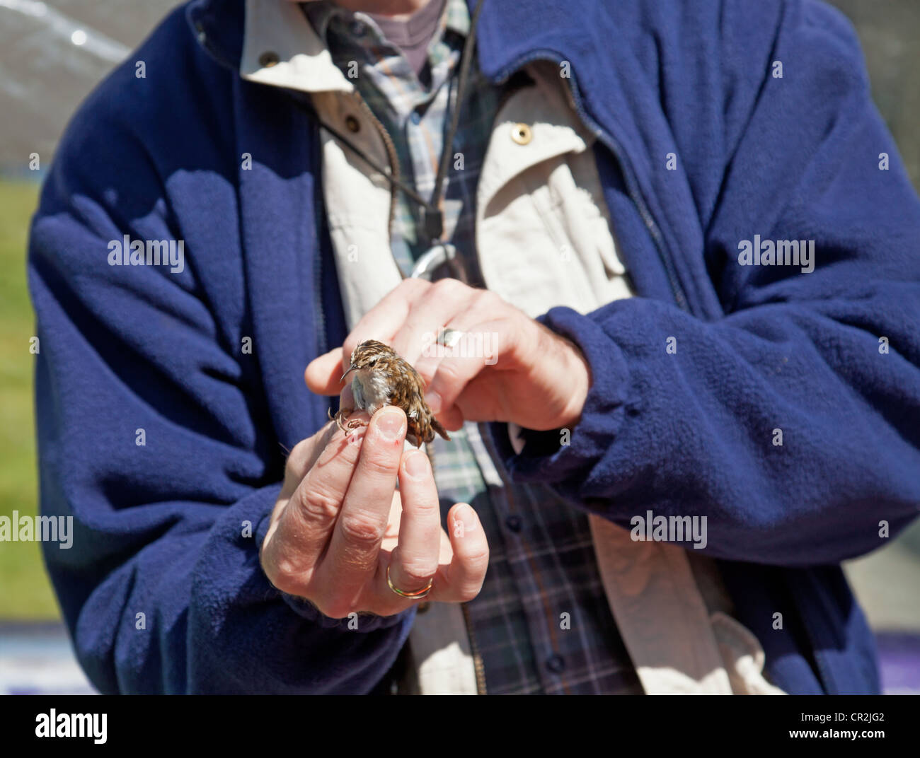 BTO qualified ringer holding up a Treecreeper during a bird ringing ...