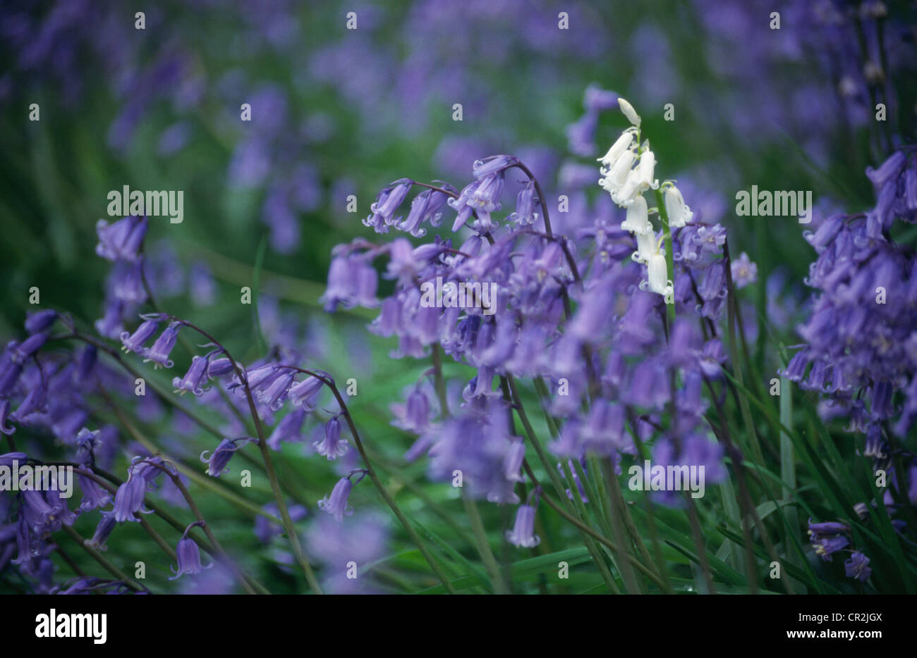 Pretty Bluebells Waving in Breeze Stock Photo - Alamy