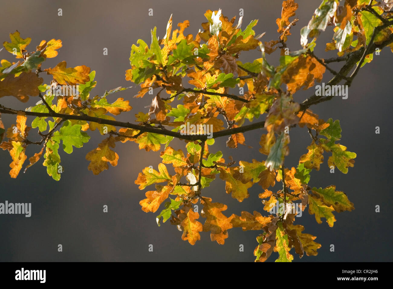 Backlit oak tree leaves hi-res stock photography and images - Alamy